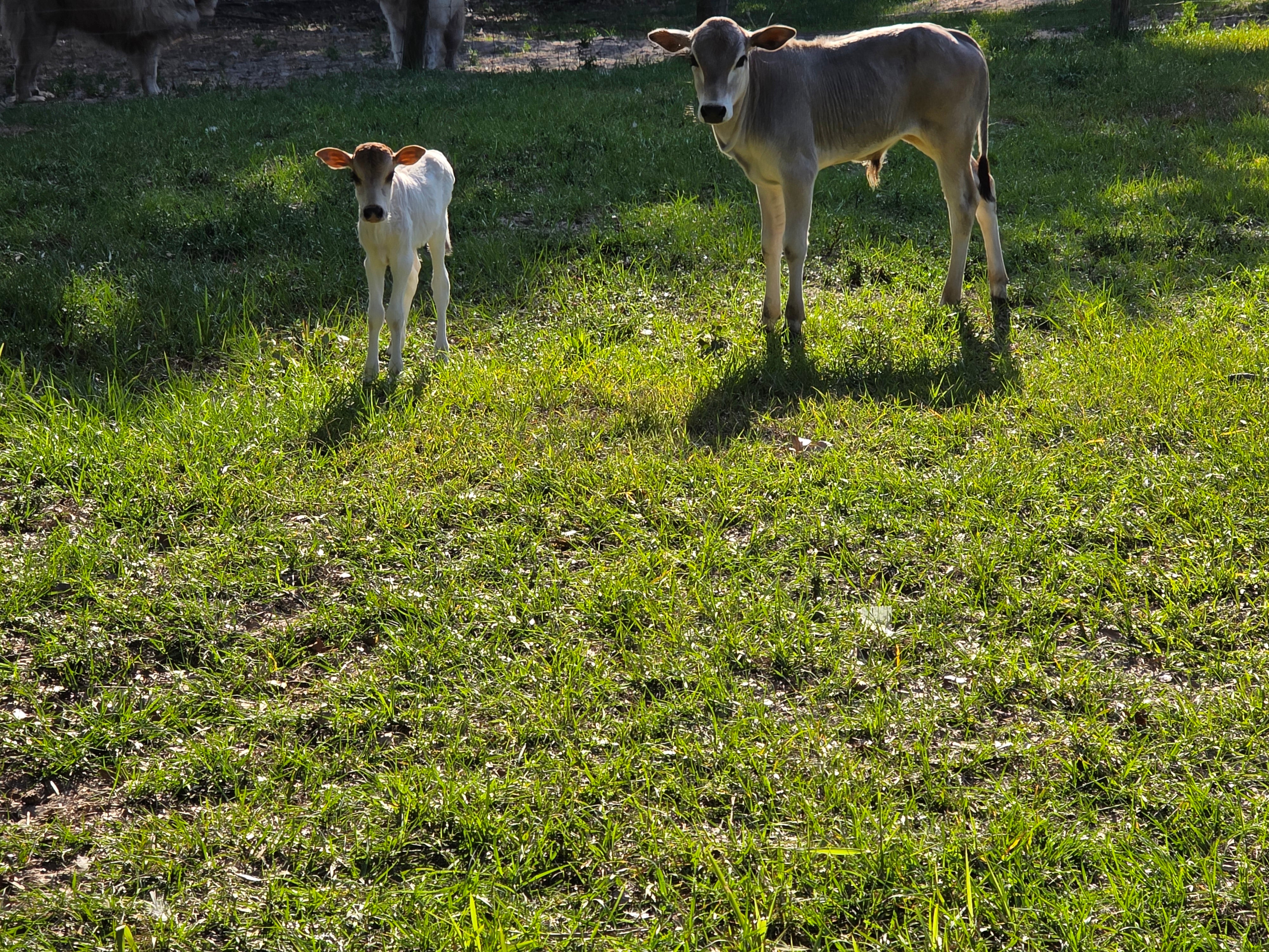 Mini Zebu Calves – Four Daughters Farms